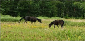 Basic Horse Care: What Every Horse Owner Needs To Know - LV Performance
