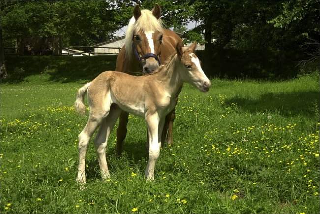Caring for an Orphan Foal - LV Performance