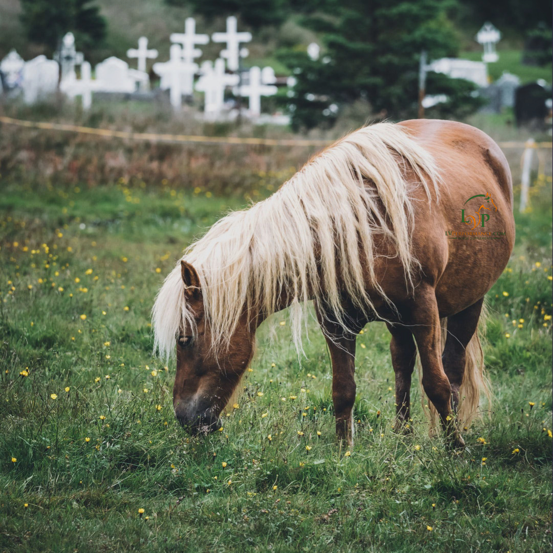 Nutrition and the senior horse - LV Performance