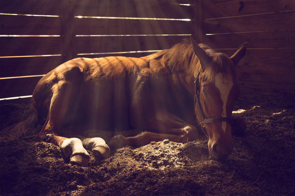 7 Steps to Better Manage Your Horses Health - LV Performance