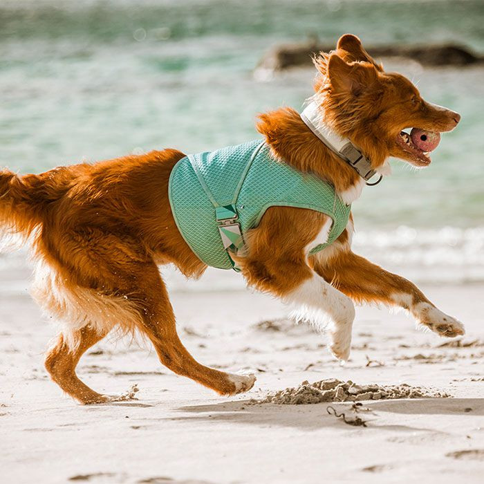Hurtta Active Gear for Dogs from Finland | K9 Active
