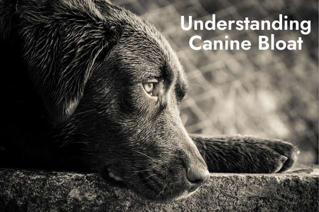 Understanding Canine Bloat: Causes, Symptoms, and Prevention for Your ...