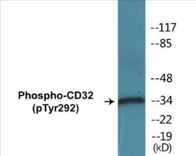 CD32 (Phospho-Tyr292)Colorimetric Cell-Based ELISA Kit (CBCAB00240)