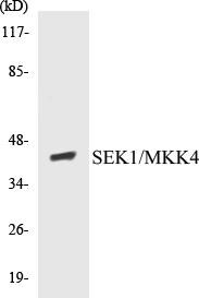 SEK1/MKK4 Colorimetric Cell-Based ELISA Kit (CBCAB00357)