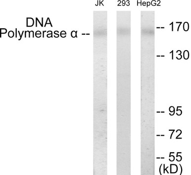 DNA Polymerase alpha Colorimetric Cell-Based ELISA (CBCAB00377)