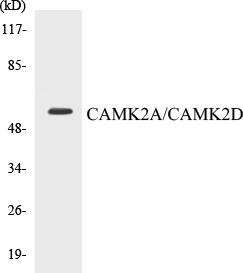 CAMK2A/CAMK2D Colorimetric Cell-Based ELISA Kit (CBCAB00559)