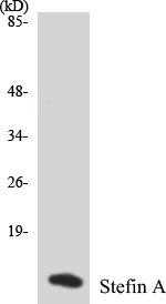 Stefin A Colorimetric Cell-Based ELISA Kit (CBCAB00872)