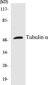 Tubulin alpha Colorimetric Cell-Based ELISA Kit (CBCAB00893)