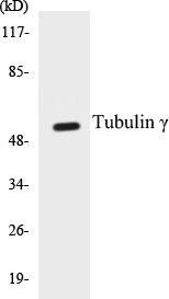 Tubulin gamma Colorimetric Cell-Based ELISA Kit (CBCAB00894)