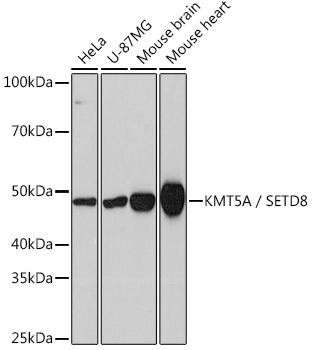 KMT5A/SETD8 Monoclonal Antibody (CAB4136)