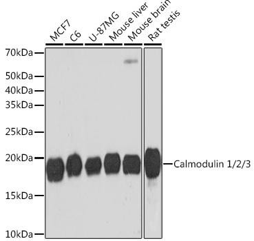 Calmodulin 1/2/3 Monoclonal Antibody (CAB4885)