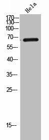 GP5 Antibody (PACO02249)