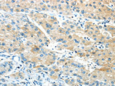 Anti-GPR15 Antibody (PACO20641) | WB, IHC