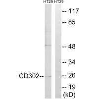 Anti-CD302 Antibody (PACO23309) | WB, IHC