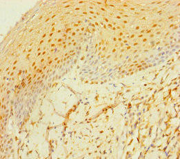MS4A6E Antibody (PACO40098)