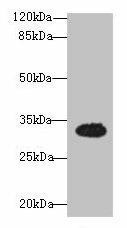 OSER1 Antibody (PACO40678)