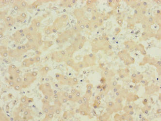 PIGL Antibody (PACO42814)