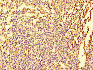 FIGN Antibody (PACO47414)
