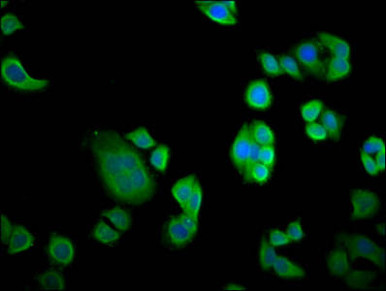 NEBL Antibody (PACO59812)