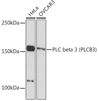 PLC beta 3 (PLCB3) Monoclonal Antibody (CAB19738)