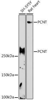 PCNT Antibody (CAB20161)