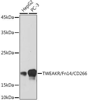 Anti-TWEAKR/Fn14/CD266 Antibody | Suitable for WB IF