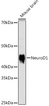NeuroD1 Monoclonal Antibody | Assay Genie