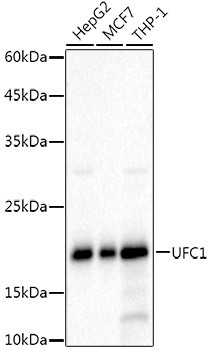 UFC1 Monoclonal Antibody | Assay Genie