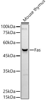 Fas Monoclonal Antibody | Assay Genie