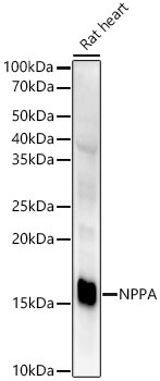 NPPA Monoclonal Antibody | Assay Genie