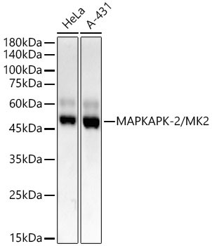 MAPKAPK-2/MK2 Monoclonal Antibody | Assay Genie