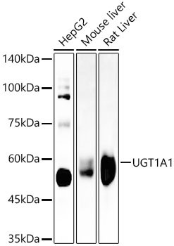 UGT1A1 Monoclonal Antibody (CAB22609) | Assay Genie
