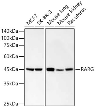 RARG Monoclonal Antibody | Assay Genie