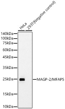 MAGP-2/MFAP5 Monoclonal Antibody | Assay Genie
