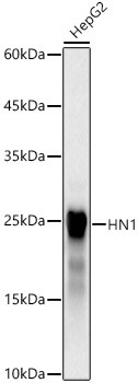 HN1 Monoclonal Antibody | Assay Genie