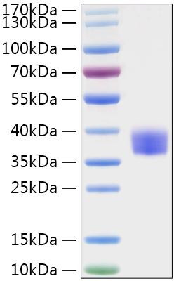 Recombinant MERS-CoV Spike RBD Protein (RPCB0882) - Assay Genie Korea