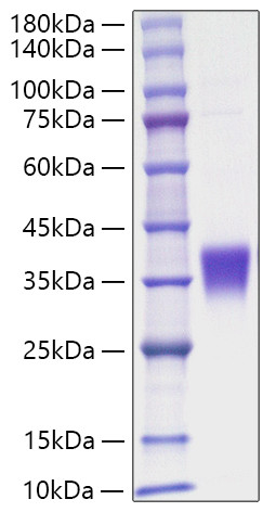 Recombinant Human Erythropoietin/EPO Protein (RPCB1003) - Assay Genie Korea