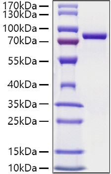 Recombinant Mouse Transferrin/TF Protein (RPCB1078) - Assay Genie Korea