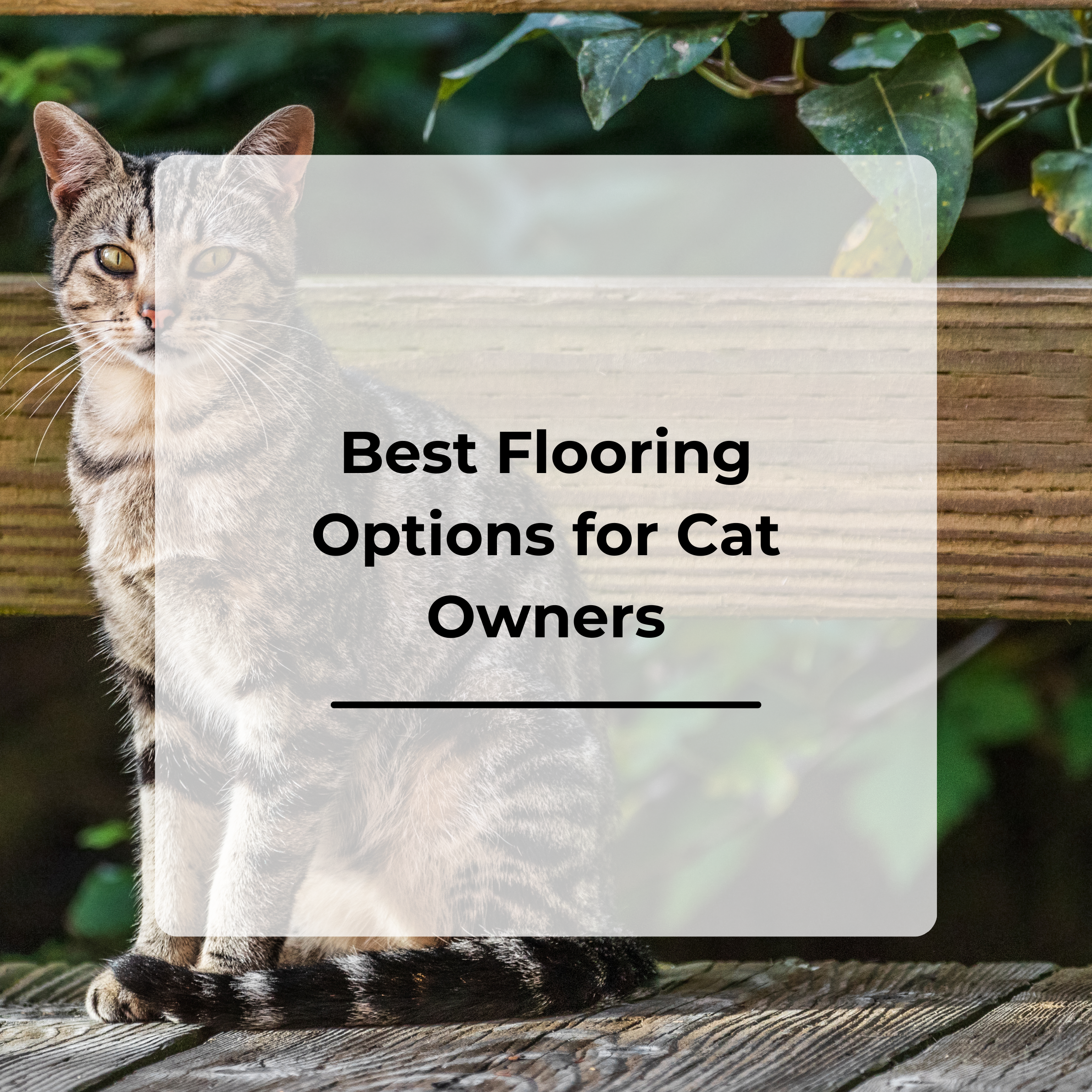 Best Flooring Options for Cat Owners - Floormart Store