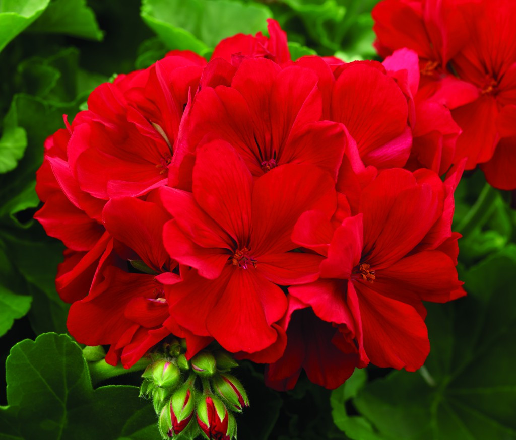 Geranium - Pelargonium graveolens - Grampa's Garden