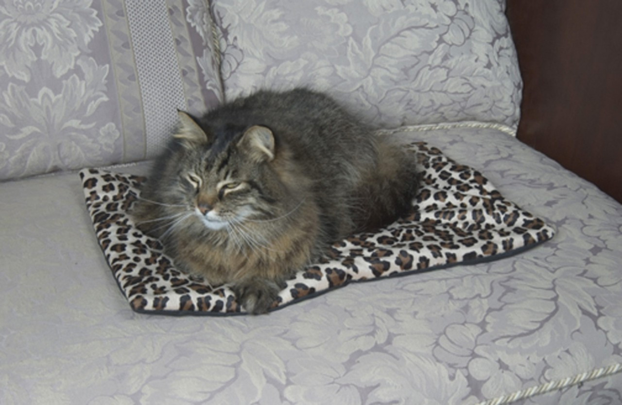 Catnip Mat - Cat Blanket Washable Leopard 4x4 Inch | Grampa's Garden