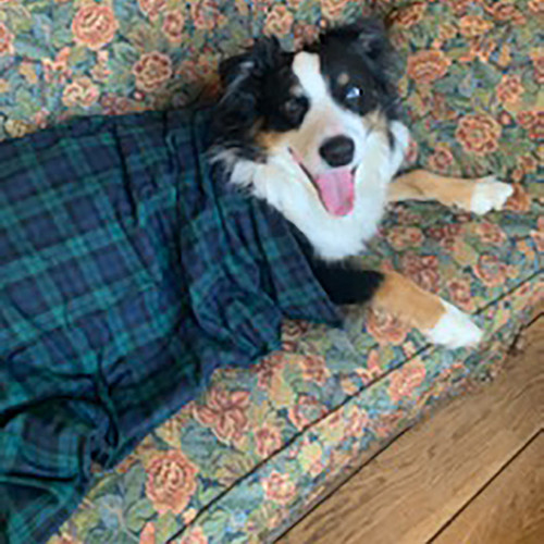 Calming Heating Pack for Dogs - 24" x 32" - Made in the USA