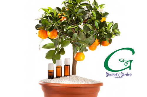 Petitgrain Essential Oil - 100% Pure, Natural, Therapeutic Grade