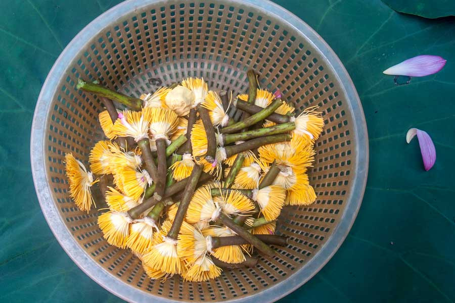 Lotus Tea - Vietnam Lotus Green Tea - Wild Shan Tuyet