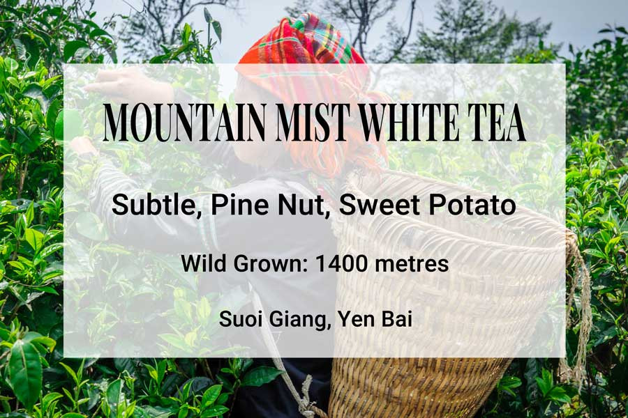 Mountain Mist White Tea: silver needle Vietnam white tea