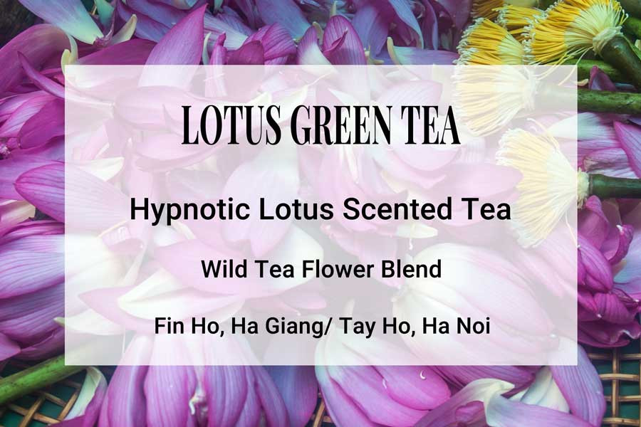 Lotus Tea - Vietnam Lotus Green Tea - Wild Shan Tuyet