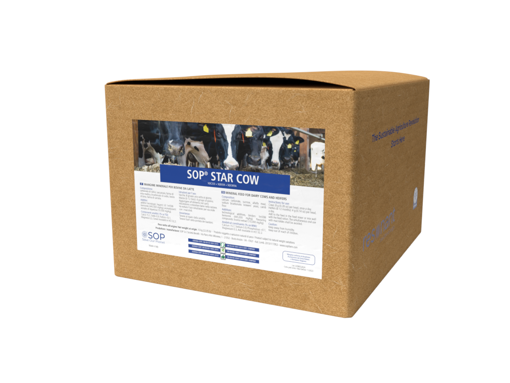 SOP Star Cow