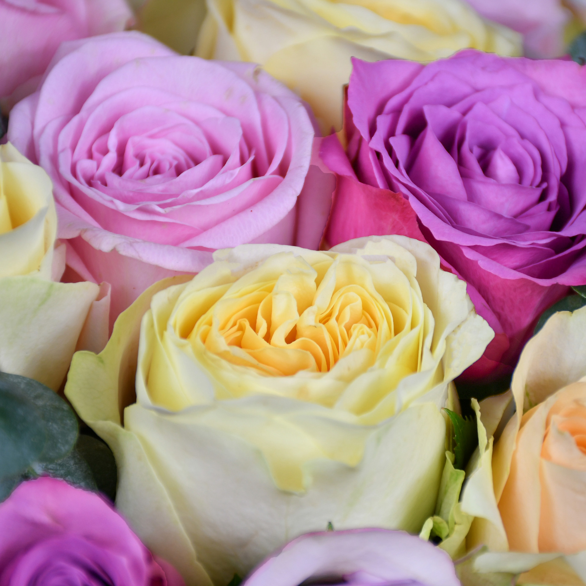 Sweet Rose Bouquet | Flower Delivery London & UK | Moyses Stevens Flowers