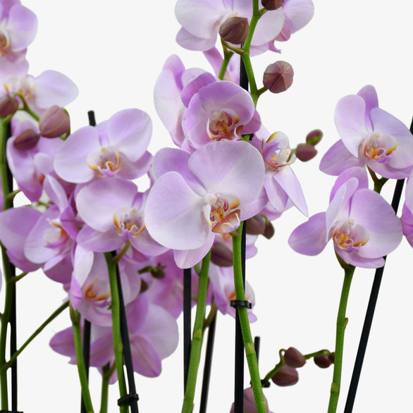 Candy Orchids Arrangements | Orchids Delivered | Moyses Stevens