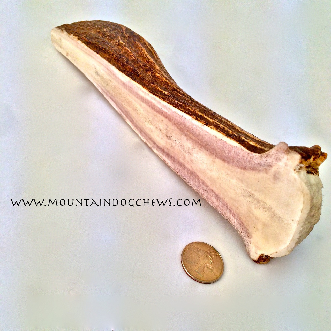 America's Best Moose Antler Chews | Mountain Dog Chews